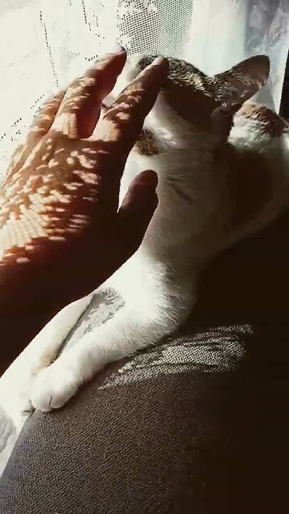 fajny kotek - YouTube