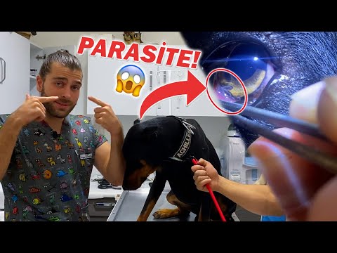 GÖZ PARAZİTİ THELAZIA! (Köpeğin Gözünden Kurtçuk Çıktı! )