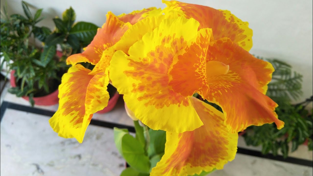 How to grow and care Canna Lily plant // keli - YouTube