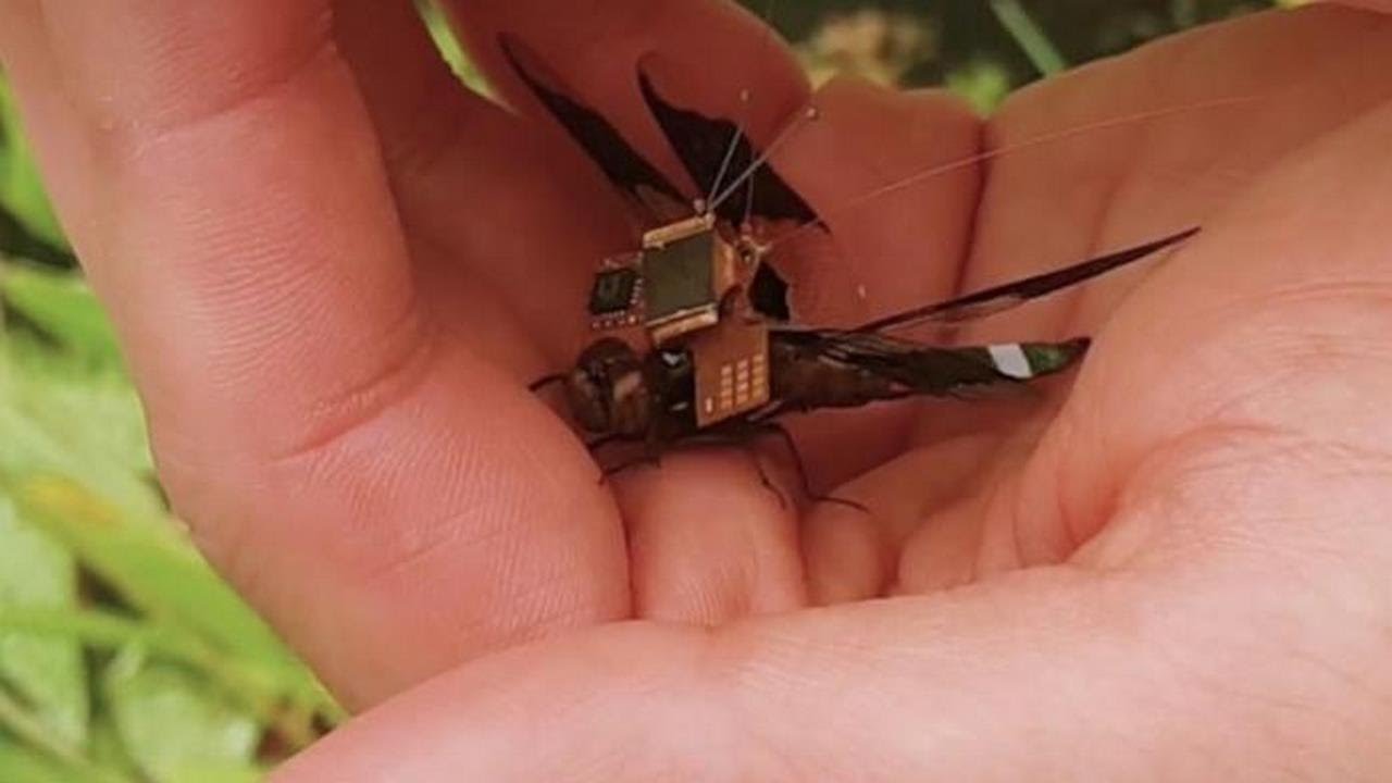 Dragonflies Cyborg: officially a reality after small insects Makes ...