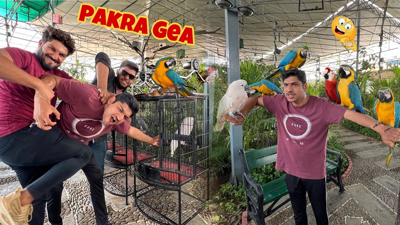 Macaw Parrot Chori Krte Waqt Pakra Gea 😰 - YouTube