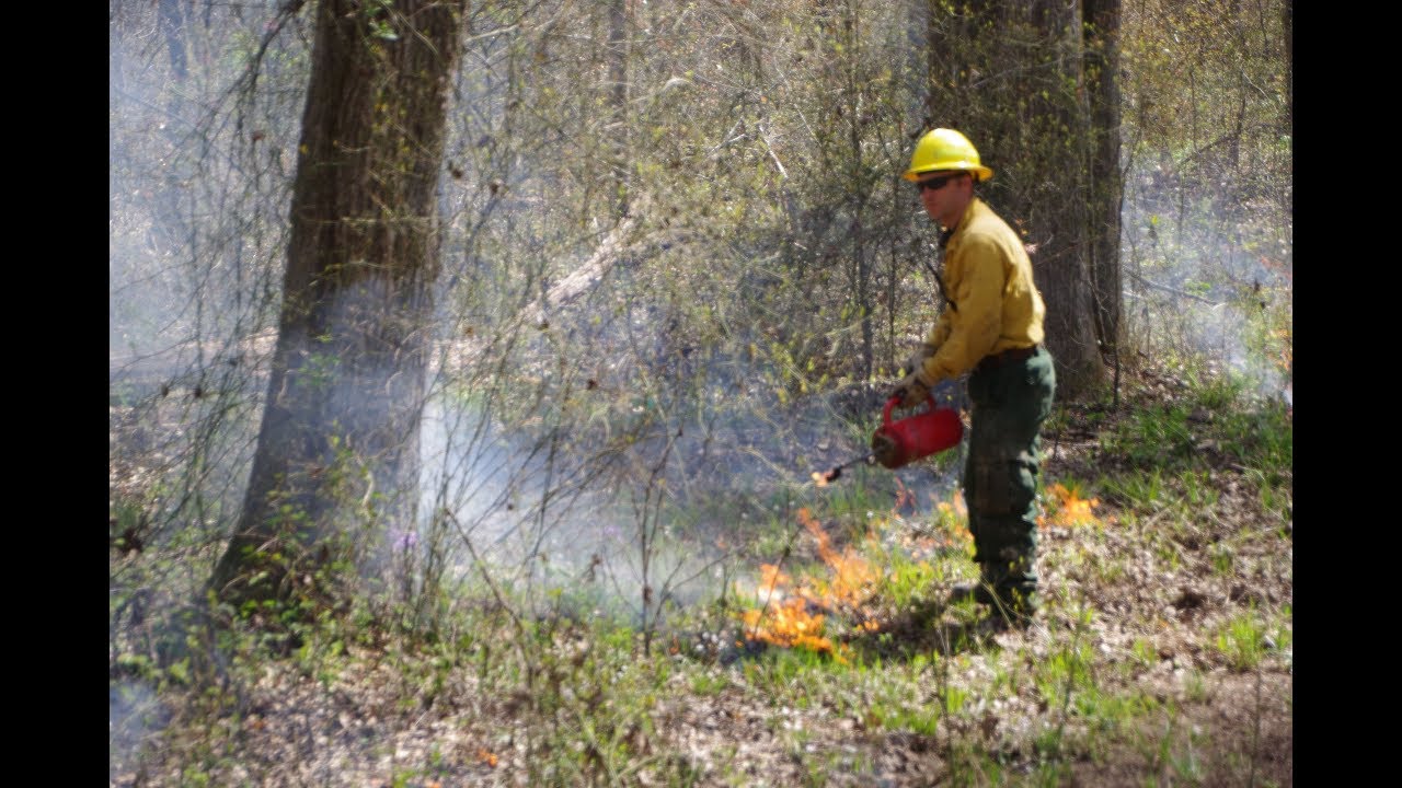 Prescribed Burning - Restoration Tool - YouTube