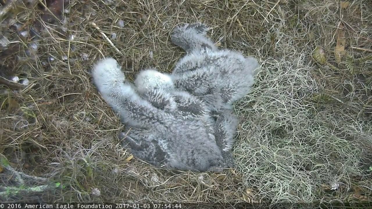 NE FL Eagles - Cuddle puddle - 01-03-17 - YouTube
