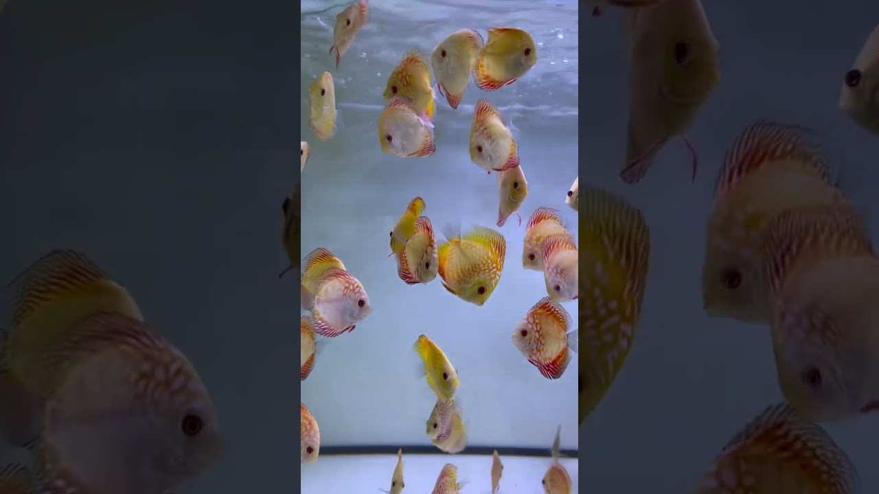 Largest rainbow discus fish farm 🌈🐠 - YouTube