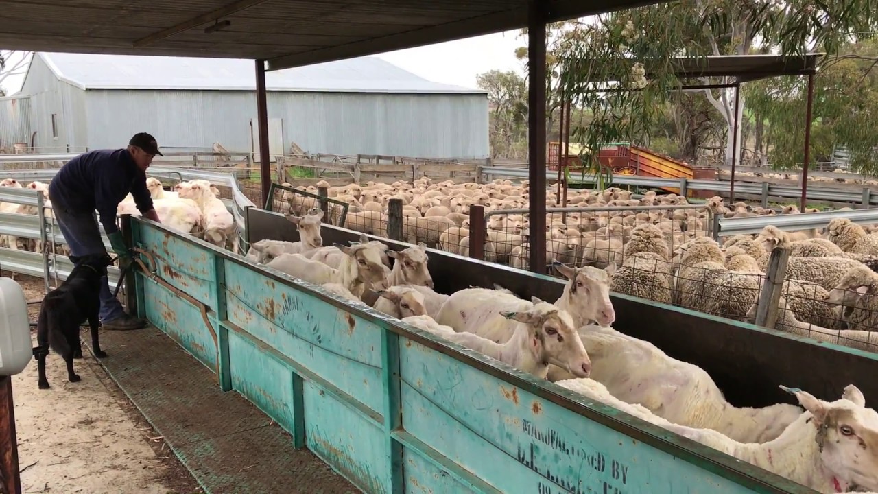 Sheep Handler - YouTube