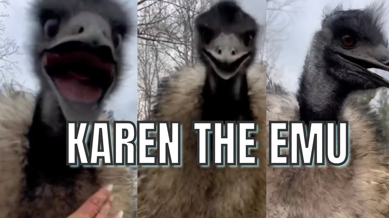CRAZY EMU ATTACKS OWNER FOR 4 mins 28 sec - YouTube
