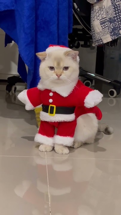 Santa cat is coming to town - YouTube