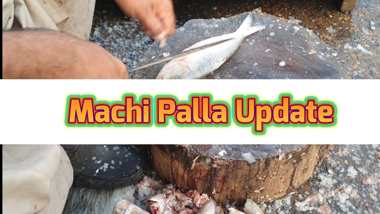 Fish Video | Palla Fish update | Karachi Fishery Market on 10|10|2025 ...