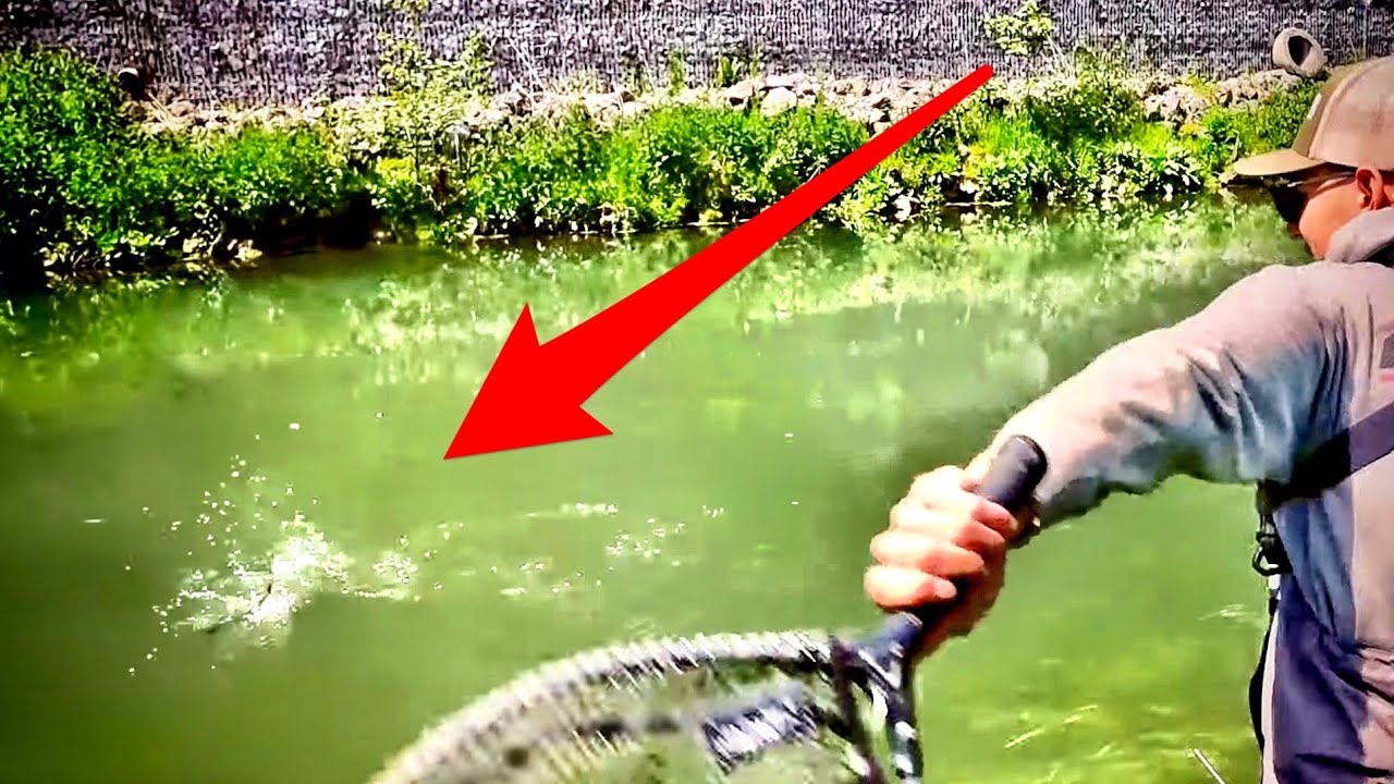 OMG !!! Der größte Fisch im Bach !?! (inklusive krassem Catch & Cook ...