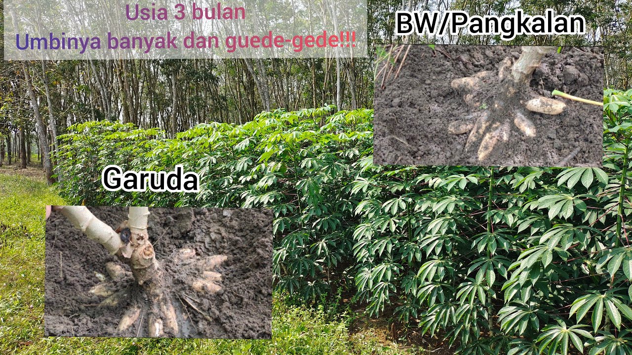 Review Singkong Garuda & BW, Muantap Josssss - YouTube