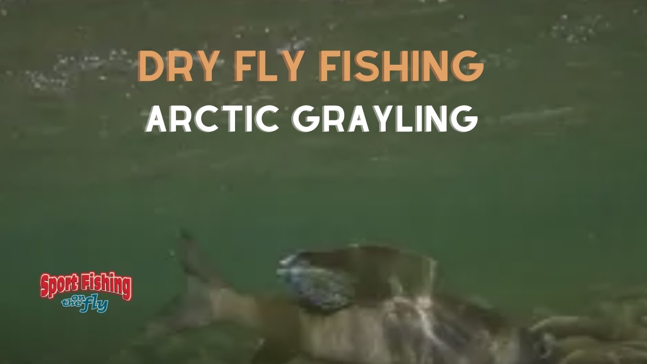FLY FISHING: DRY FLY for Arctic GRAYLING - YouTube