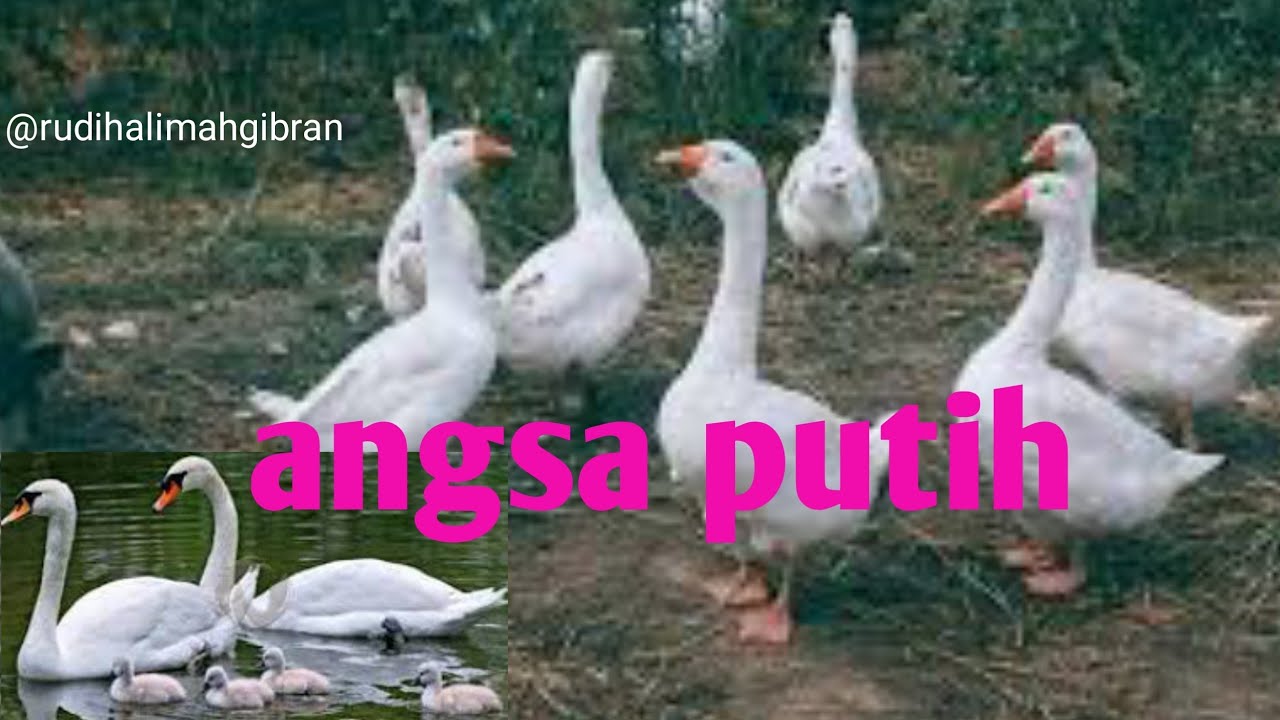 angsa | suara angsa putih - YouTube