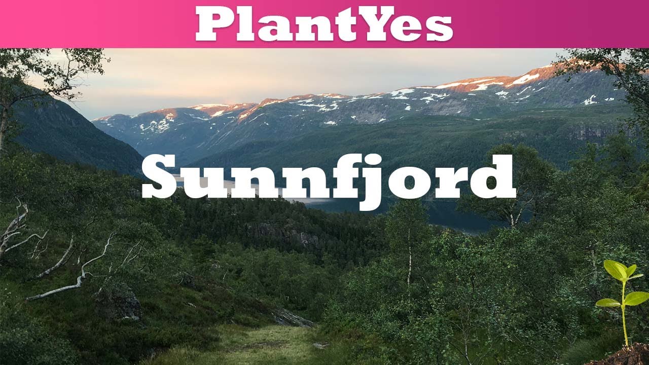 Nature In Norway: Sunnfjord 🏞️ - YouTube