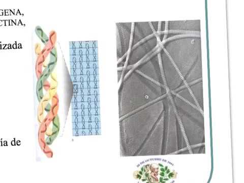 Matriz extra celular - YouTube