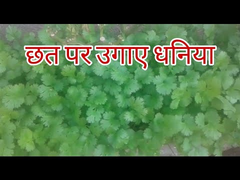 Chat par ugaye #dhaniya/ gamle me dhaniya kaise ugaye - YouTube