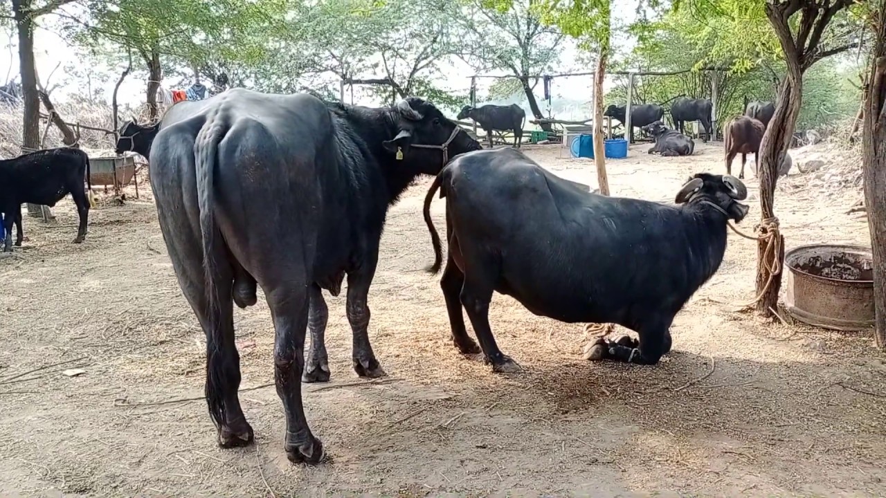 amazing super excited Buffalo excellent Animals meeting - YouTube