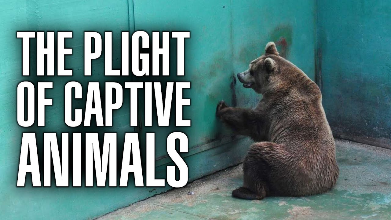 Understanding the Power of an Individual Animal (highlight) - YouTube