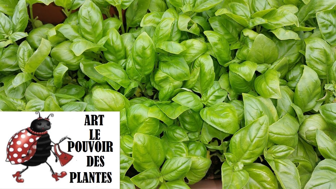 Conseils jardinage :Basilic, semis et entretien: Plante annuelle - YouTube