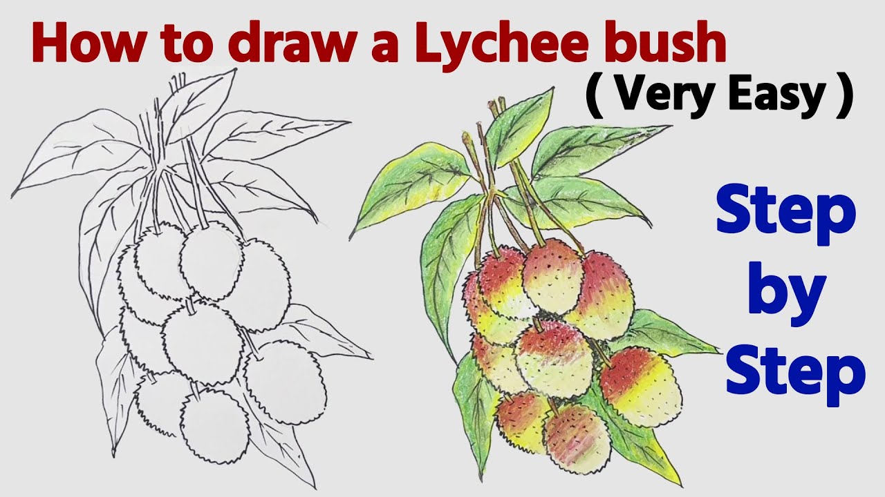 How to draw a Lychee bush|| Lychee bush Drawing easy step by step ...