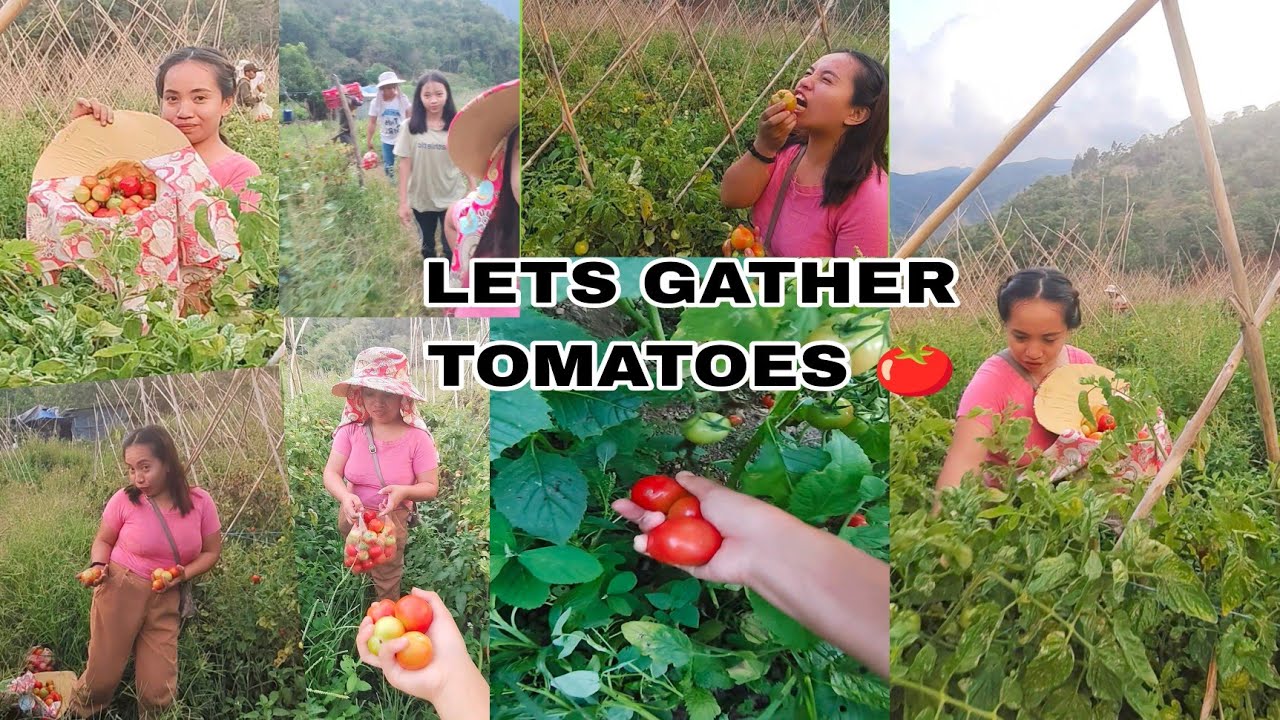 KUHA TAYU NG KAMATIS / VLOG - YouTube