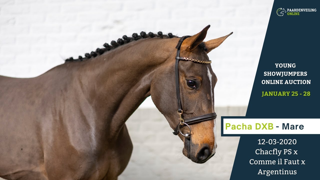 Pacha DXB - Young Showjumpers Online Auction - Paardenveilingonline.com ...