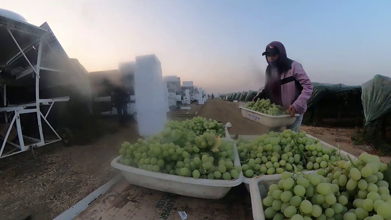 Burros at Work - YouTube