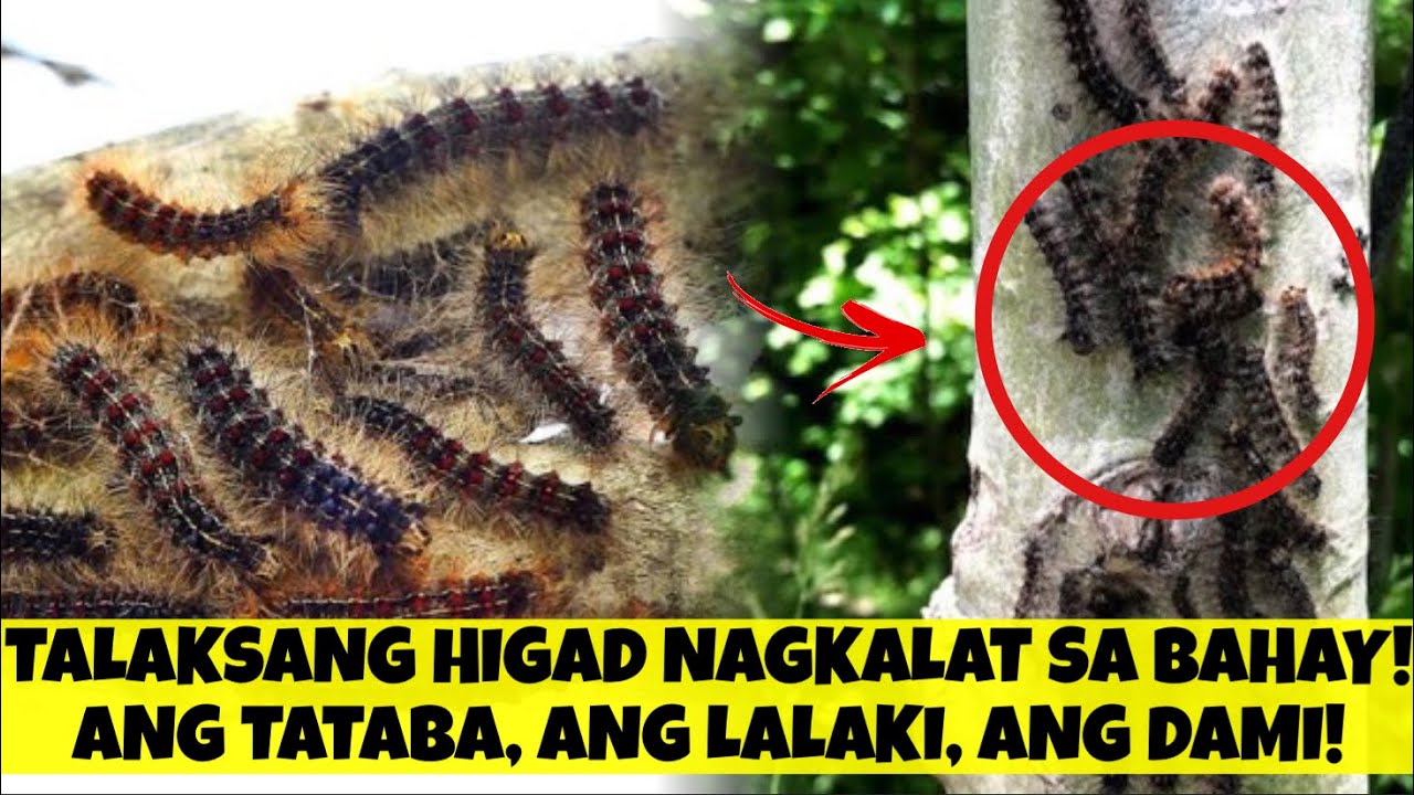 HIGAD SANDAMAKMAK SA LOOB NG BAHAY! - YouTube