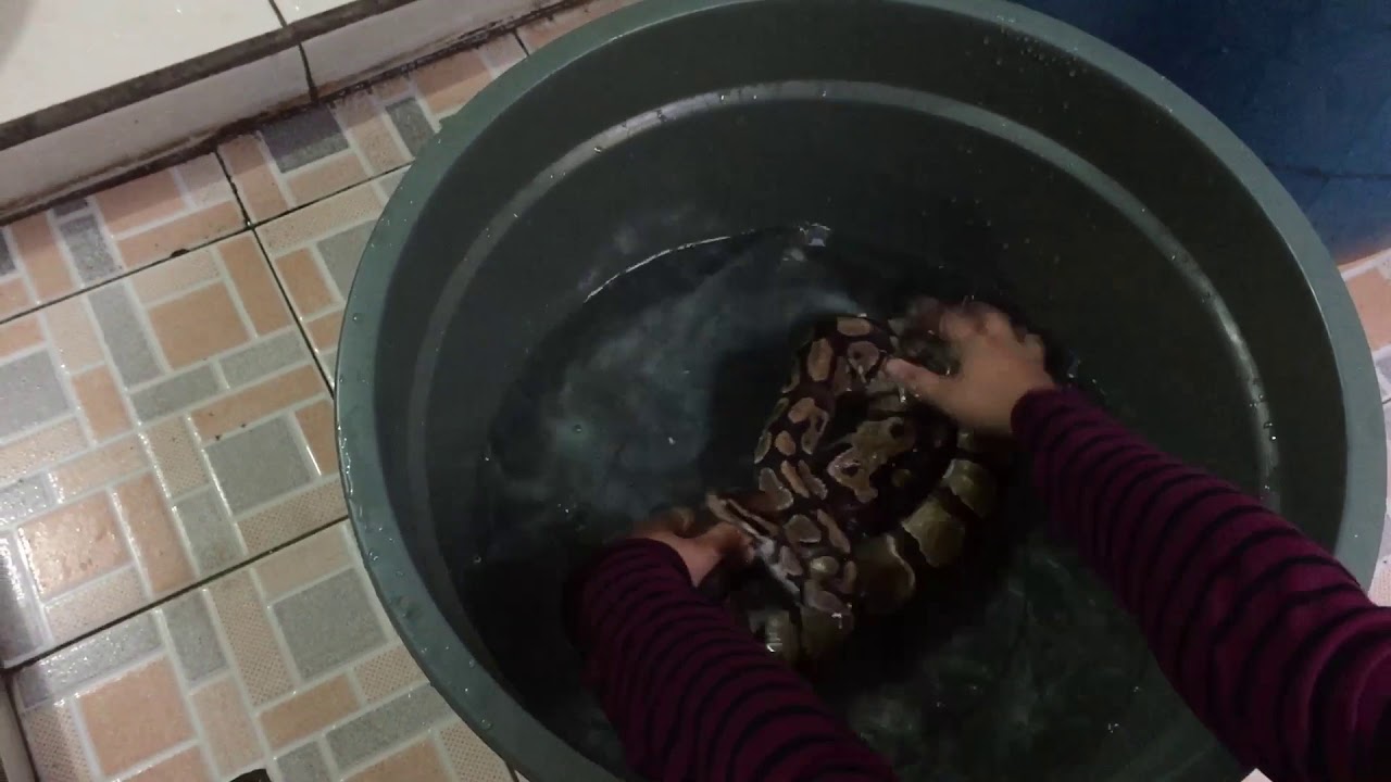 Mandiin ular ball python/ piton bola - YouTube