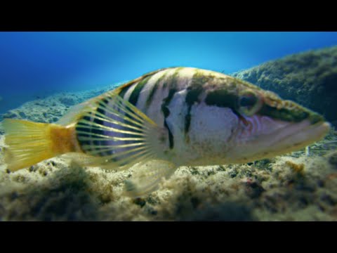 Angry Fish (Painted Comber)