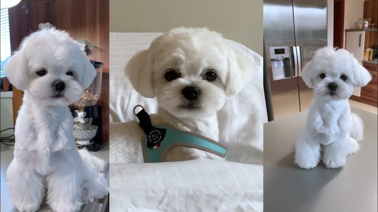 Watch this video before getting a Maltese puppy! - YouTube