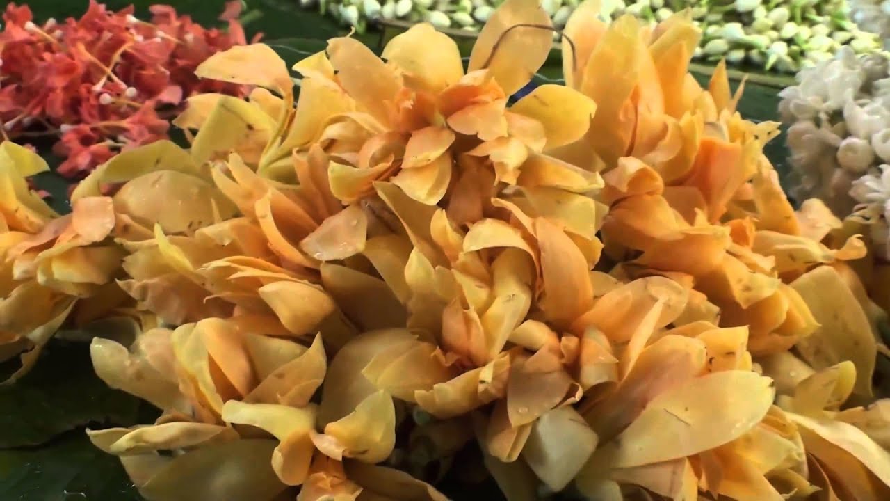 Sampige Magnolia champaca Joy Perfume Tree sonchafa - YouTube