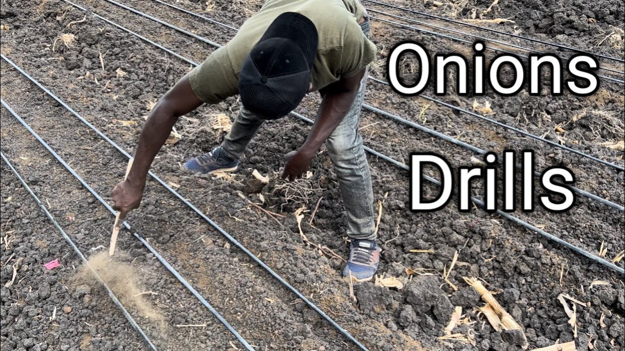 Simple method of making onions sowing drills #viral - YouTube