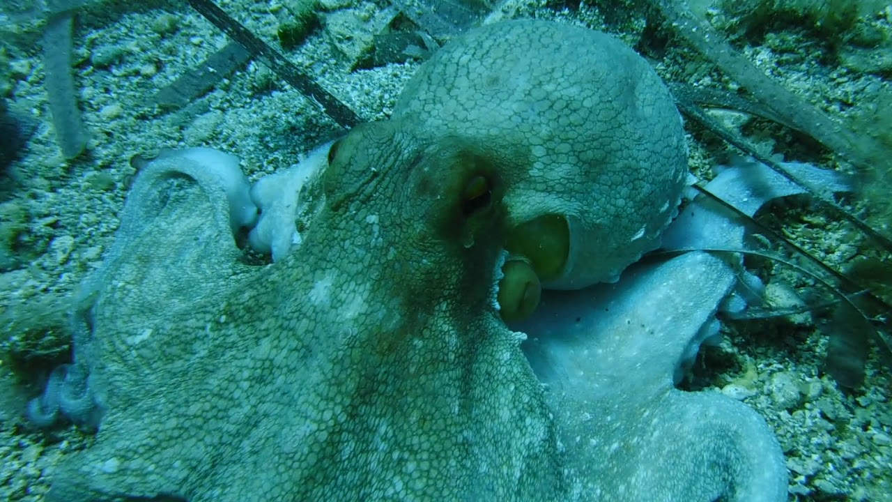 Octopus in Greece (Χταπόδι στην Αρτέμιδα) - YouTube