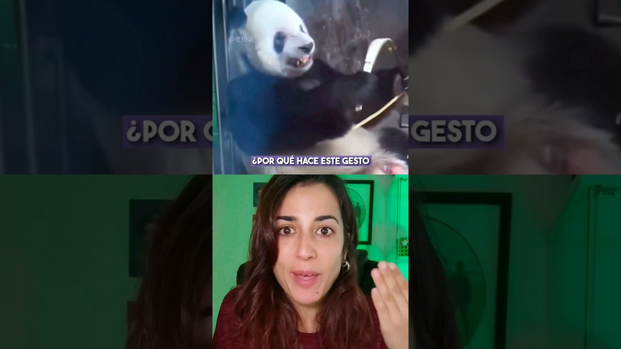 La Historia Detrás del OSO PANDA que enseña los dientes 😭♥️ - YouTube