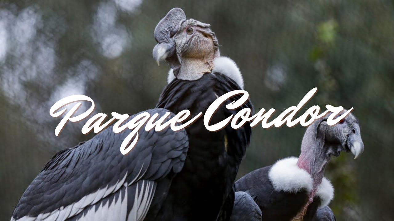 PARQUE CONDOR en Otavalo Ecuador l Mágico lugar lleno de Aves - YouTube