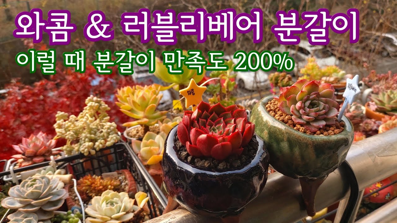 화분과 다육이의 찰떡궁합 분갈이 이럴 때 기분이 참 좋아요 와콤과 러블리베어를 귀여운 화분에 분갈이해줬어요 Youtube