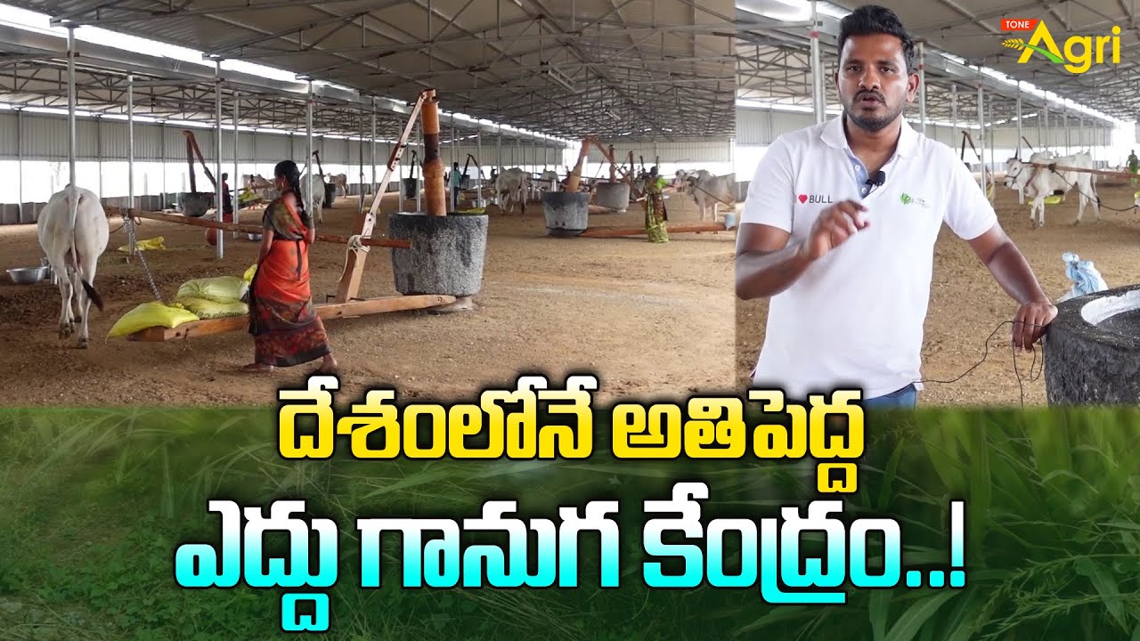 Eddu Ganuga Nune | Pure Cold Pressed Oil | దేశంలోనే అతిపెద్ద ఎద్దు ...