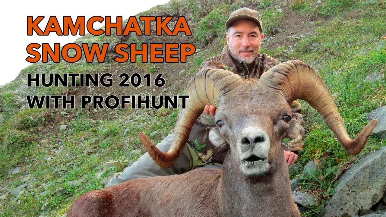 Kamchatka Snow Sheep hunting with ProfiHunt 2016 - YouTube