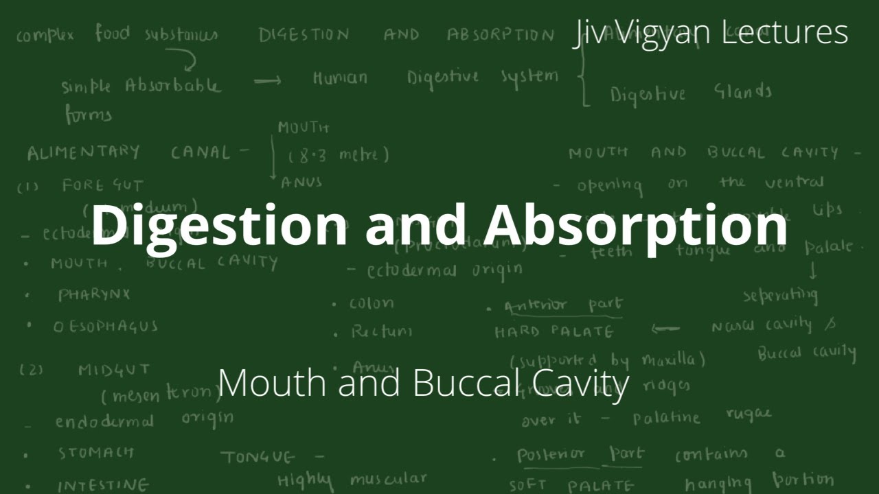 Digestion and Absorption l Mouth and Buccal Cavity l Part 1 @Ajay Mahto ...