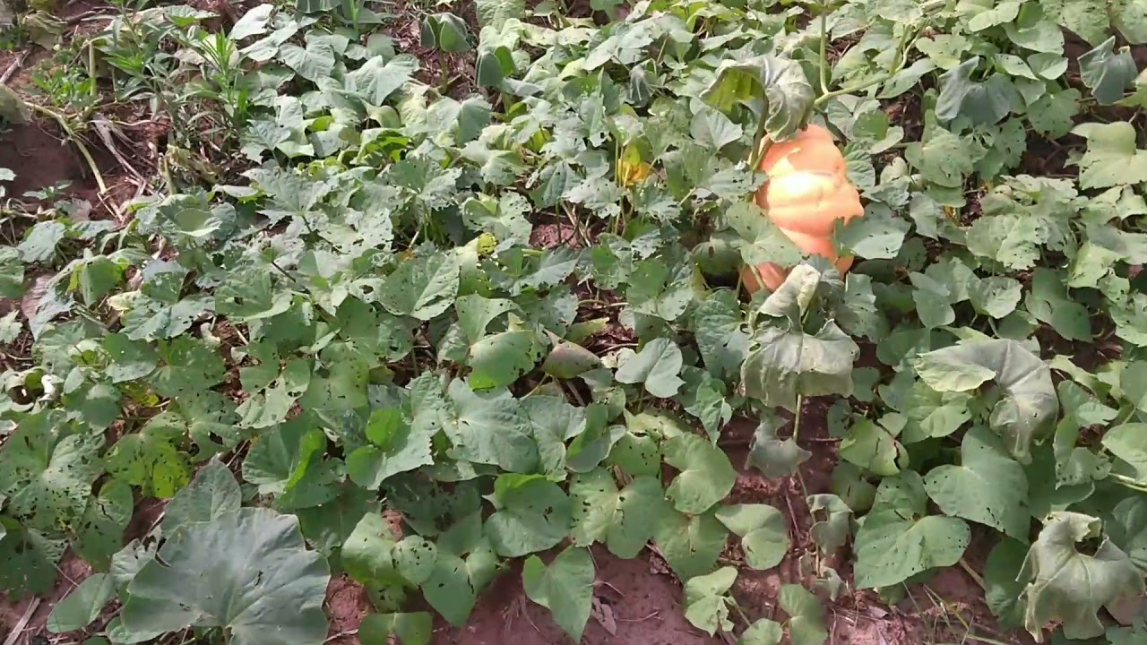 Minha plantacao de abóbora - YouTube