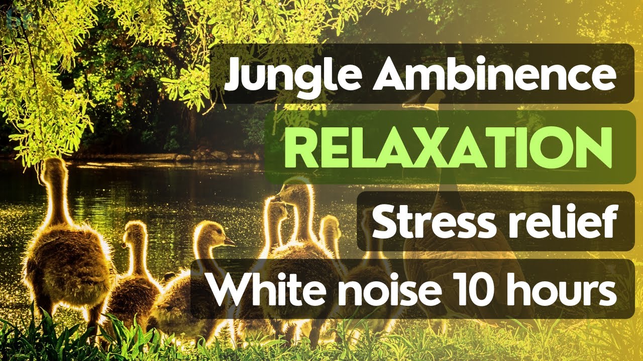 Jungle Ambience | Relaxation | Stress Relief | White Noise | Focus ...