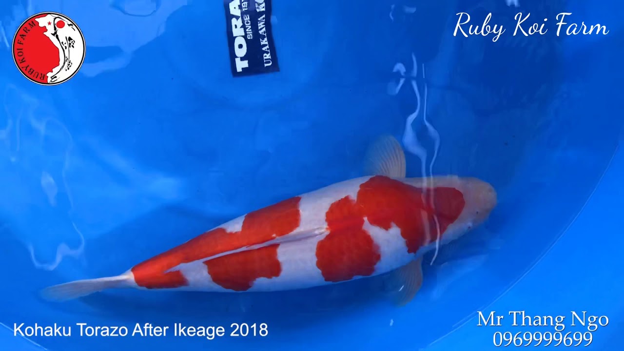 The best Kohaku. Torazo Koi Farm - The Best Breeders in Japan ! - YouTube