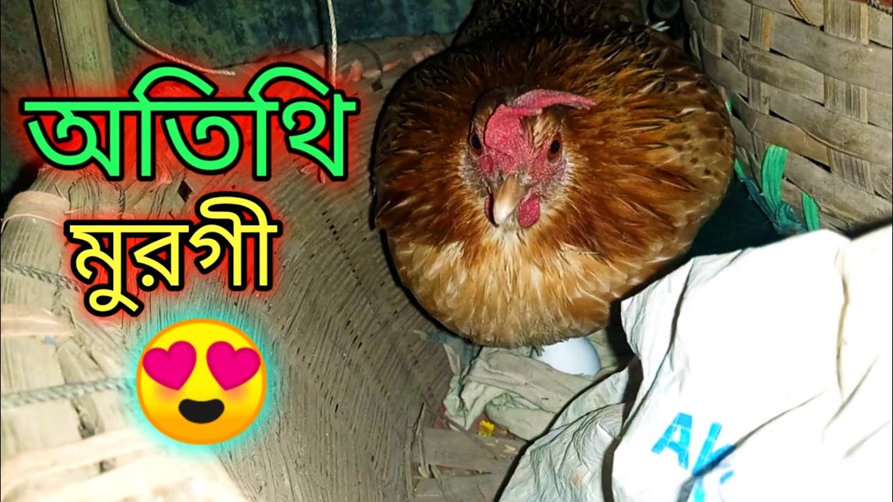 অতিথি মুরগী এসেছে ডিম পারার জন্য | Guest Murgi - YouTube