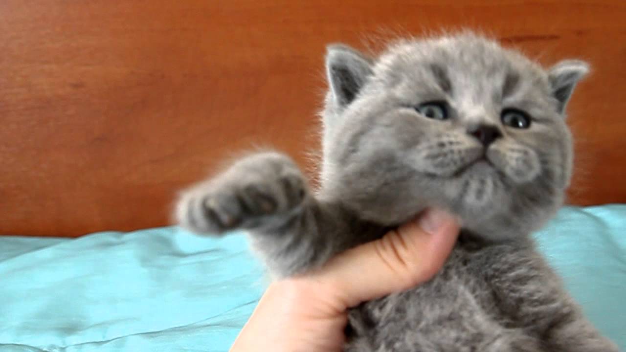 MVI 2661 Neelix - YouTube