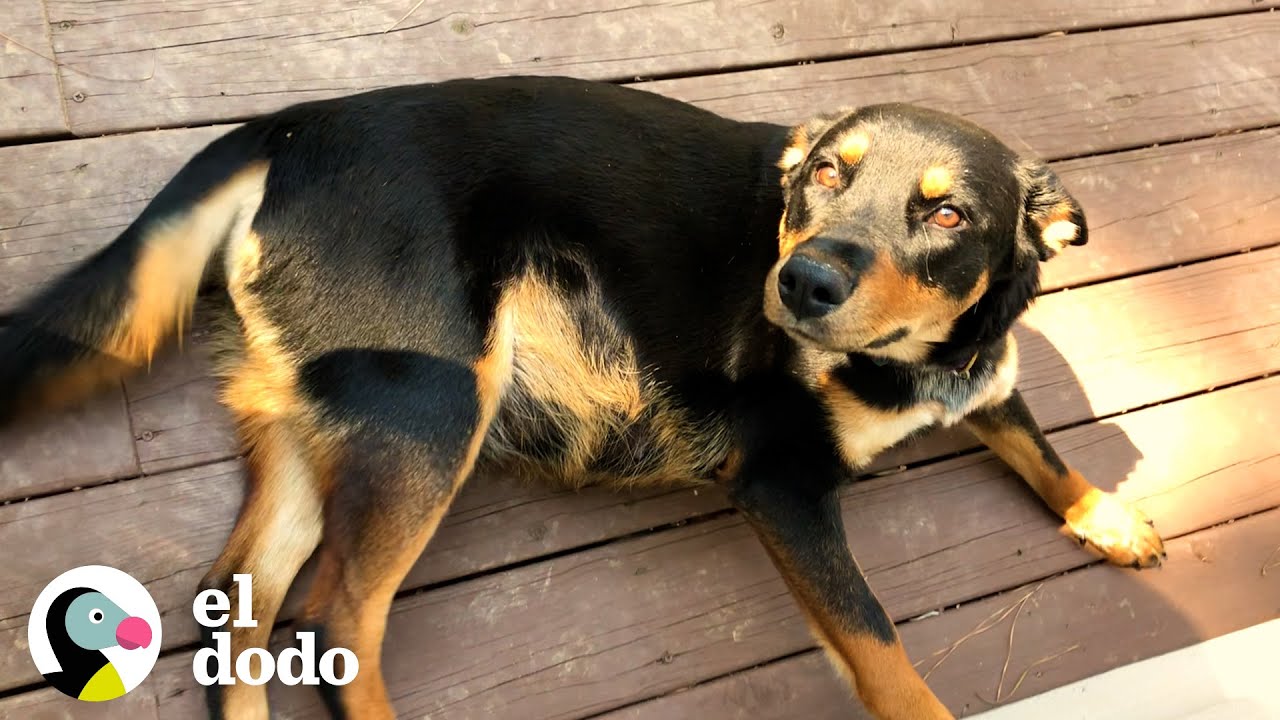 Perrita embarazada cría una cantidad increíble de cachorros | El Dodo ...