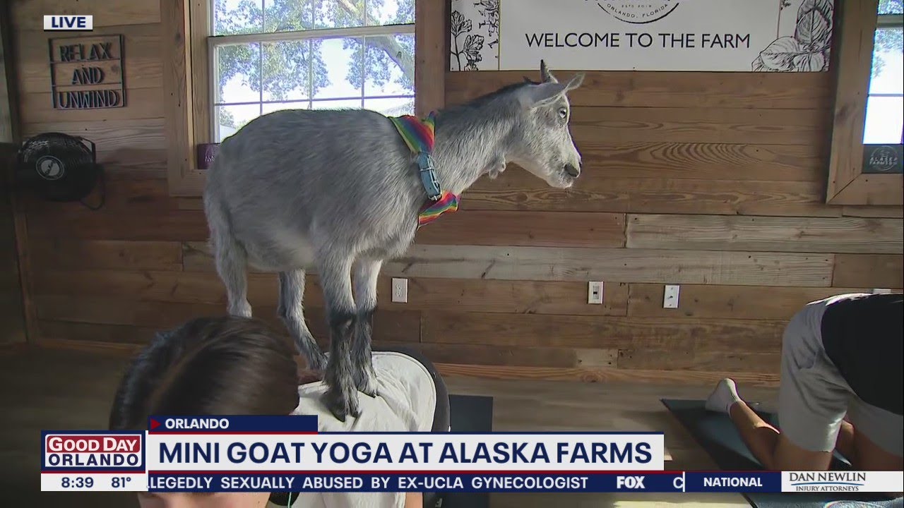 Mini goat yoga at Alaska Farms - YouTube