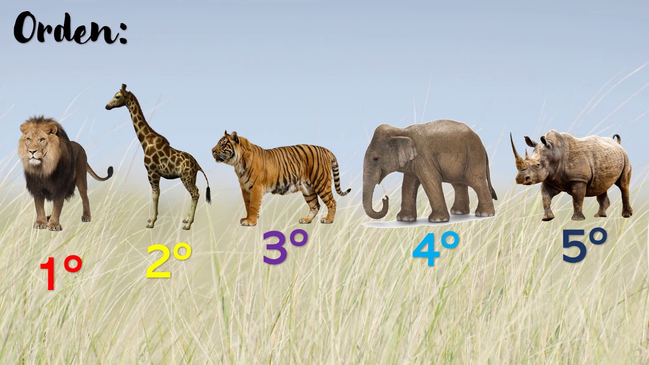 Números ordinales - Kínder - PA - YouTube