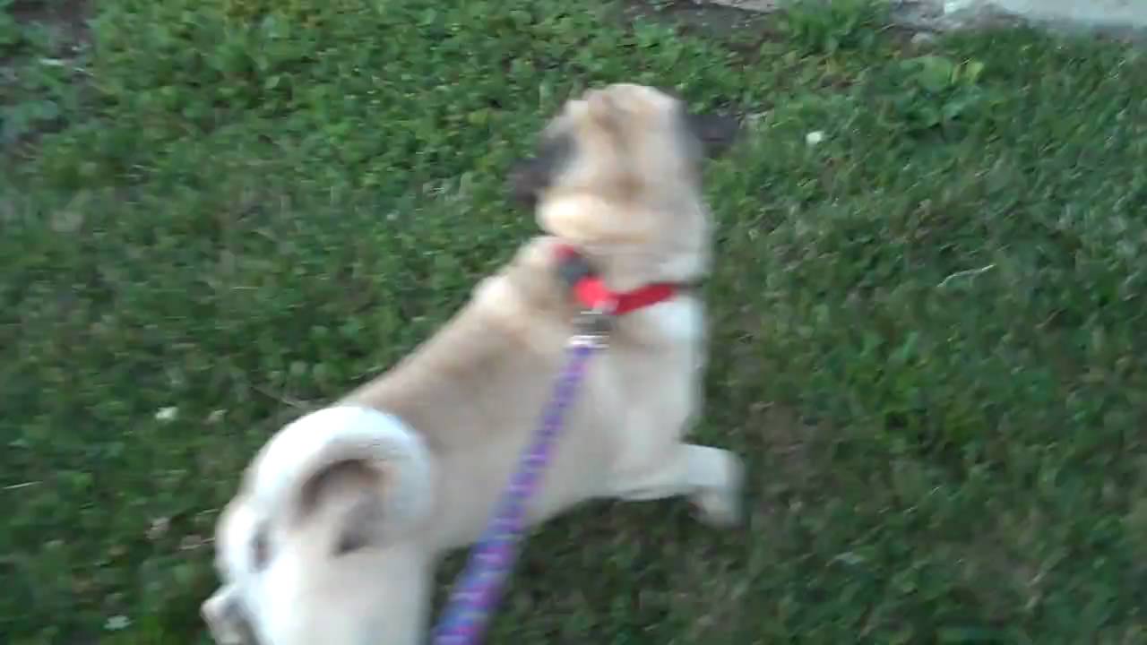 How to Raise and Train a Happy and Healthy Puggle - YouTube