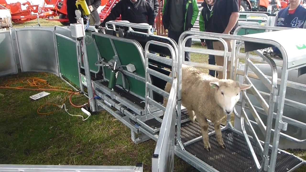 Pneumatic Sheep Handler - YouTube