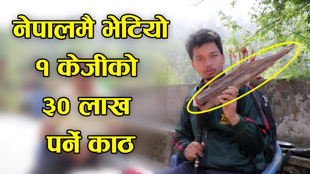 नेपालमै भेटियाे 1KG काे ३० लाख पर्ने काठ Saptarangi Ojhelkakhabar ...